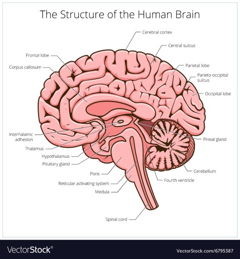 Social Normalization Theory (SNT): The Cognitive Basis for Systemic ...